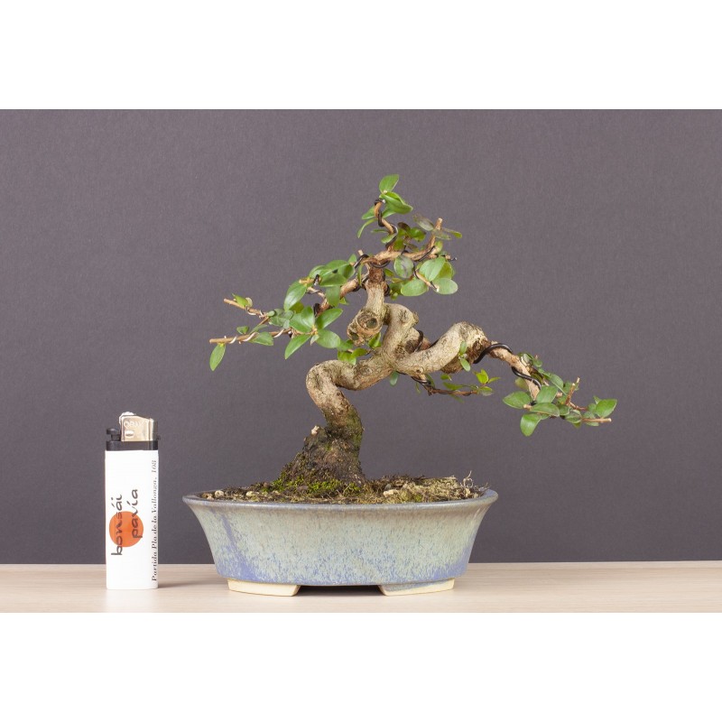 Comprar Bonsáis Online