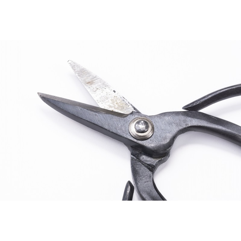 Root Scissor - Amateur Quality